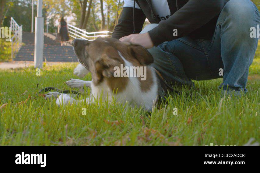 Male hands scratching the dog Stock Video Footage - Alamy