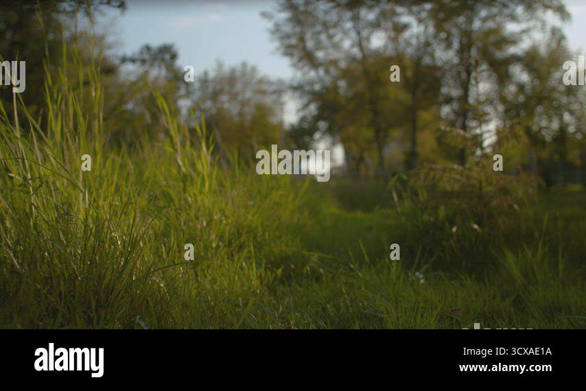 Camera moving through the grass, view of the park Stock Video Footage ...