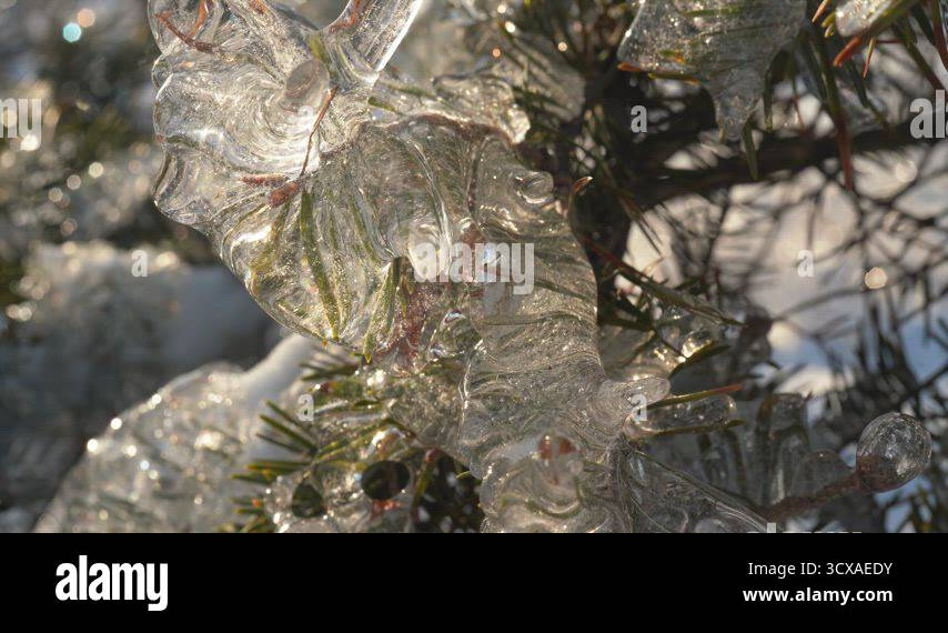 The branches of the fir trees in the ice after freezing rain Stock ...