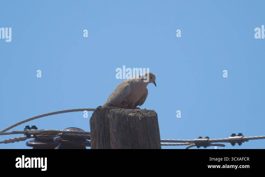 Eurasian collared dove eye Stock Videos & Footage - HD and 4K Video ...