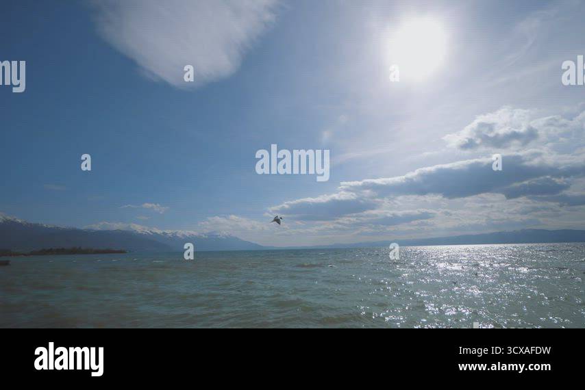 flock of seagulls flight at Ohrid lake coast Stock Video Footage - Alamy