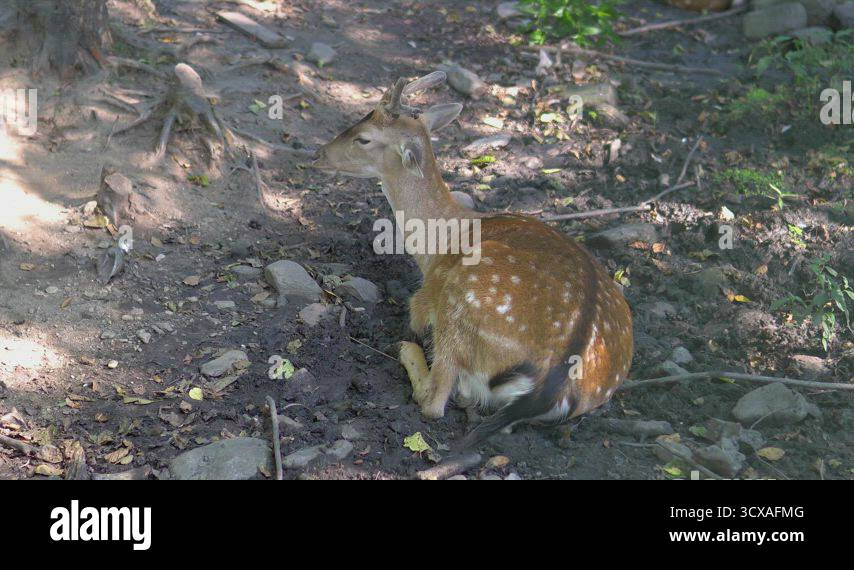 Doe sitting on grass Stock Videos & Footage - HD and 4K Video Clips - Alamy