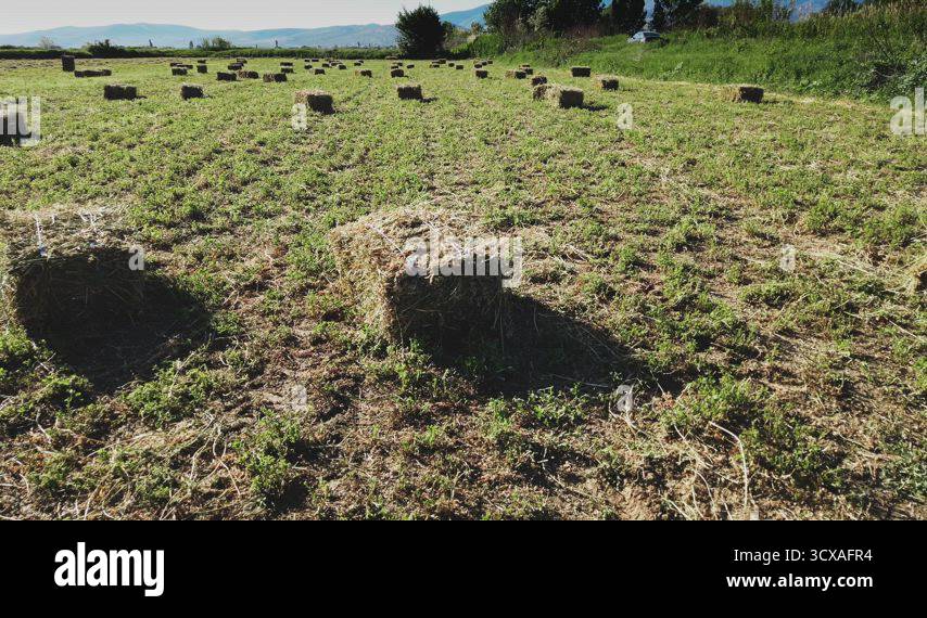 Bale shadow Stock Videos & Footage - HD and 4K Video Clips - Alamy
