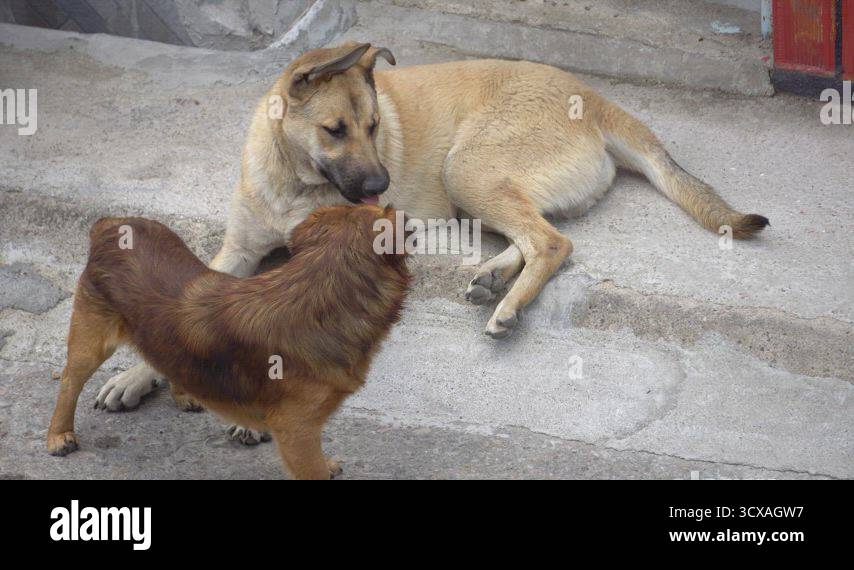 Aggressive dog attack looks dangerous Stock Videos & Footage - HD and ...