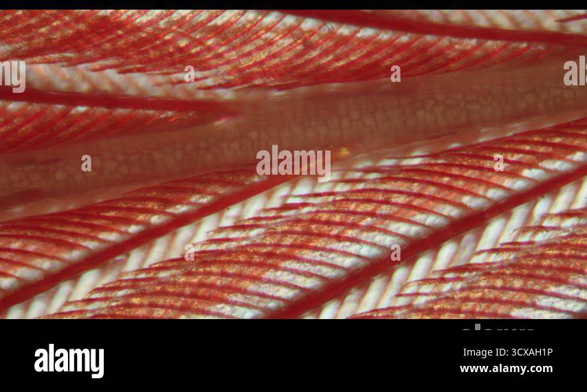Bird feather at high magnification Stock Video Footage - Alamy