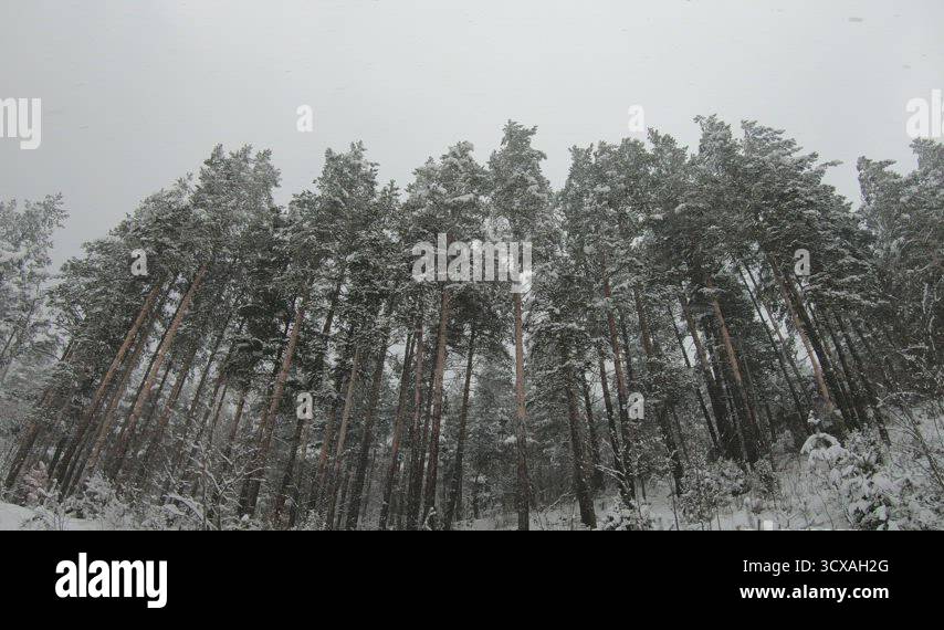 An asphalt road that goes through a misty dark misterious pine forest ...