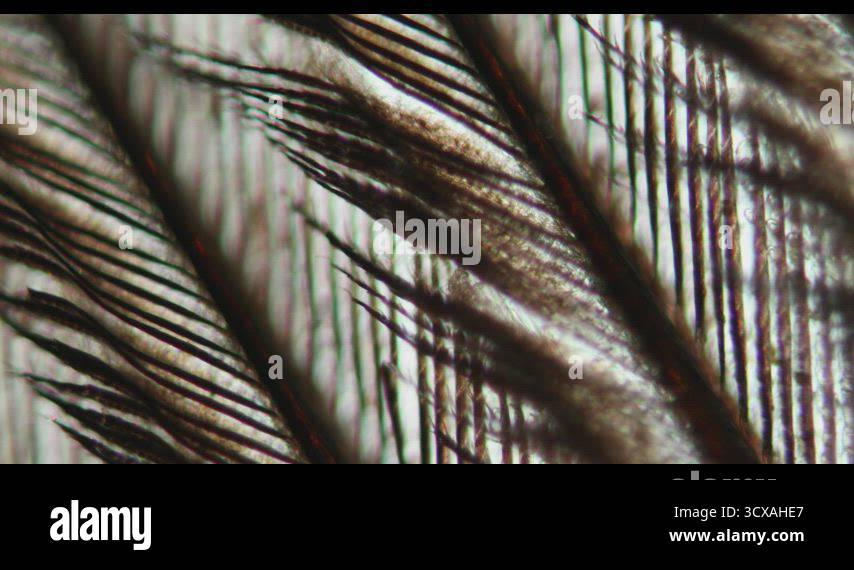 Bird feather high magnification Stock Videos & Footage - HD and 4K ...