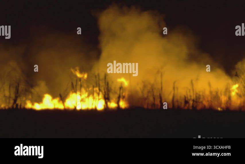 Blurred shot dead grass Stock Videos & Footage - HD and 4K Video Clips ...