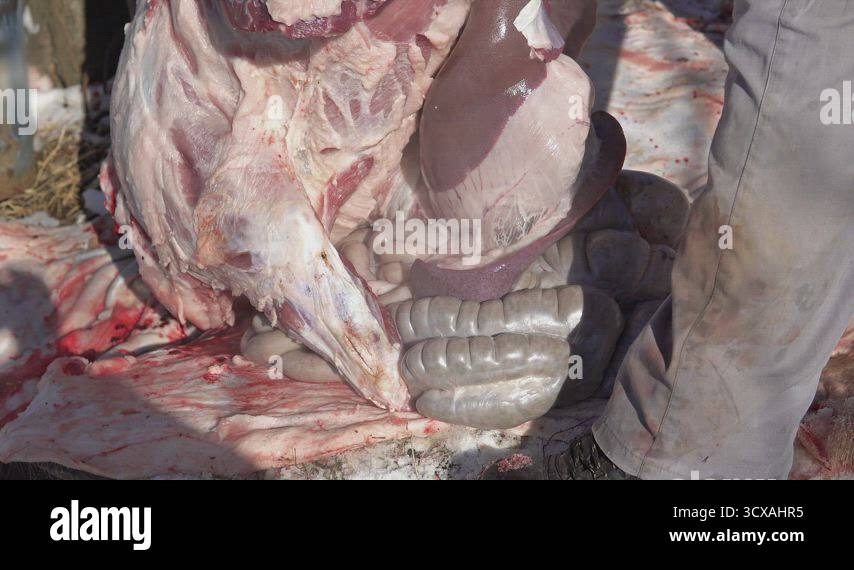 Pig slaughter in contryside chopping meat, butcher Stock Video Footage ...