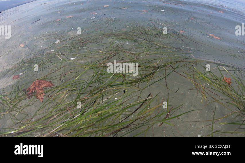 Dirty garbage floating on the surface of dirty, unhealthy water Stock ...