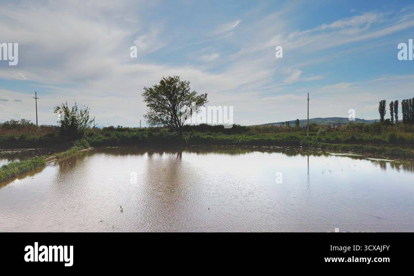Flooded Rice Paddy Fields in Spring Stock Video Footage - Alamy