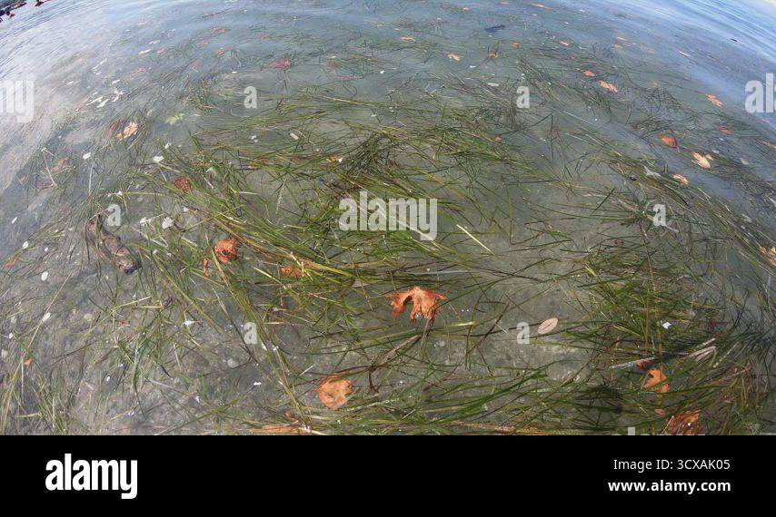 Polluted, dirty water. Unhealthy water with garbage on the surface ...