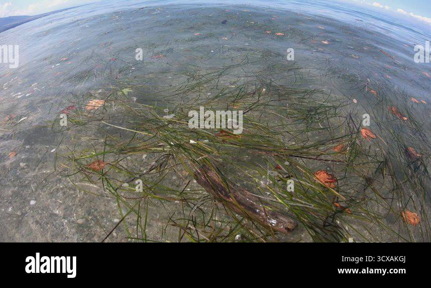 Dirty garbage floating on the surface of dirty, unhealthy water Stock ...