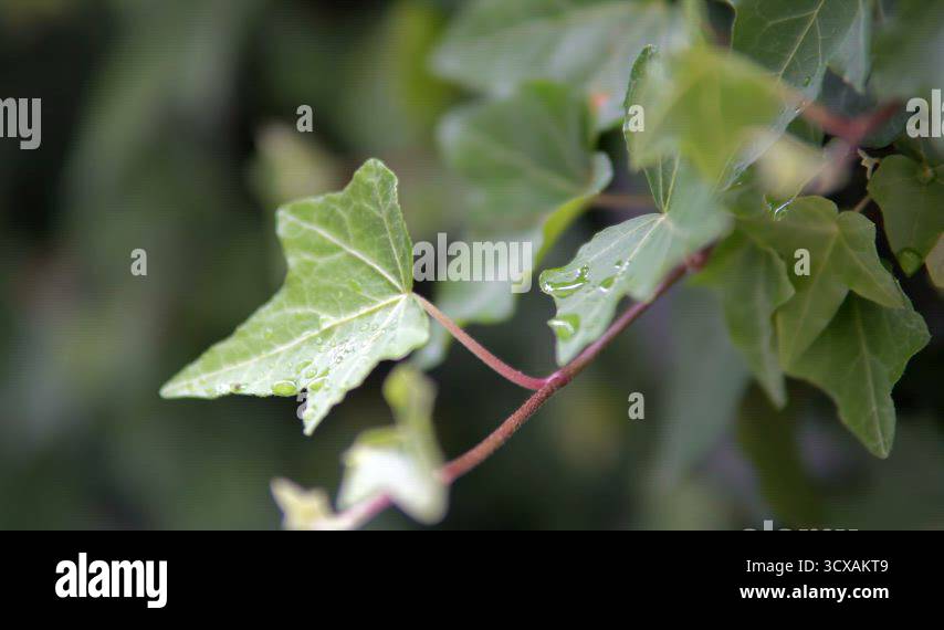 Tree branch rain drops Stock Videos & Footage - HD and 4K Video Clips ...