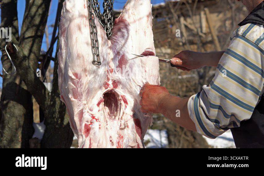 Pork Carcasses Hang On Metal Hooks. Butchers Cut Lard From Pork ...