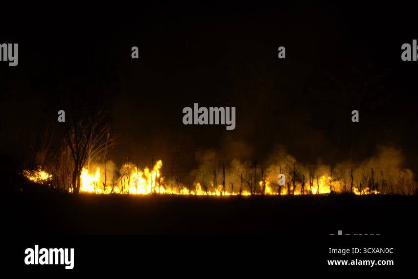 Deforestation of rainforest in Asia. Fire flame and big smoke at night ...