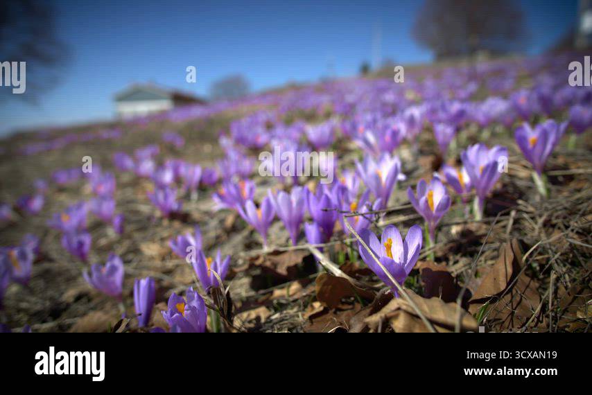 Field wild crocuses Stock Videos & Footage - HD and 4K Video Clips - Alamy