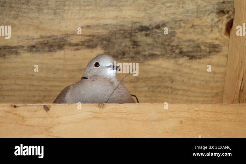 Collared dove in close Stock Videos & Footage - HD and 4K Video Clips ...