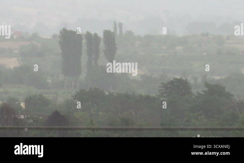 Falling trees storm Stock Videos & Footage - HD and 4K Video Clips - Alamy