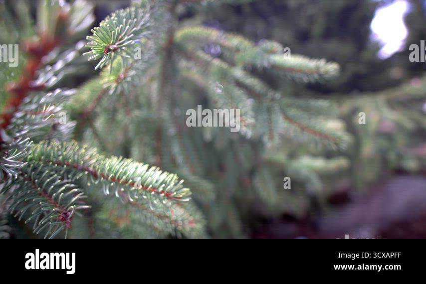 Fir tree brunch closeup Stock Videos & Footage - HD and 4K Video Clips ...