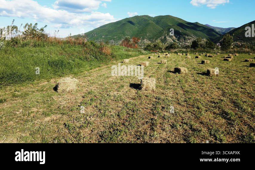 Feld with hay bales for animal fodder Stock Video Footage - Alamy