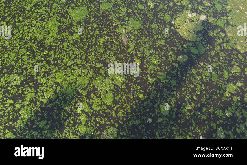 Aerial view look down monitor lizard Stock Video Footage - Alamy