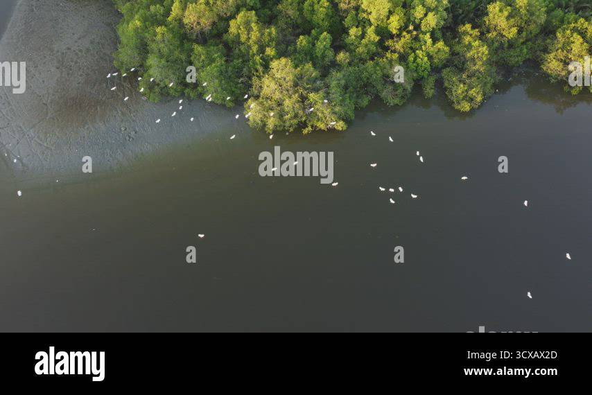 Bird birds eye view Stock Videos & Footage - HD and 4K Video Clips - Alamy