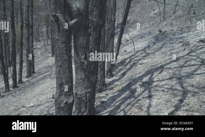 Mountain ash trees australia Stock Videos & Footage - HD and 4K Video ...