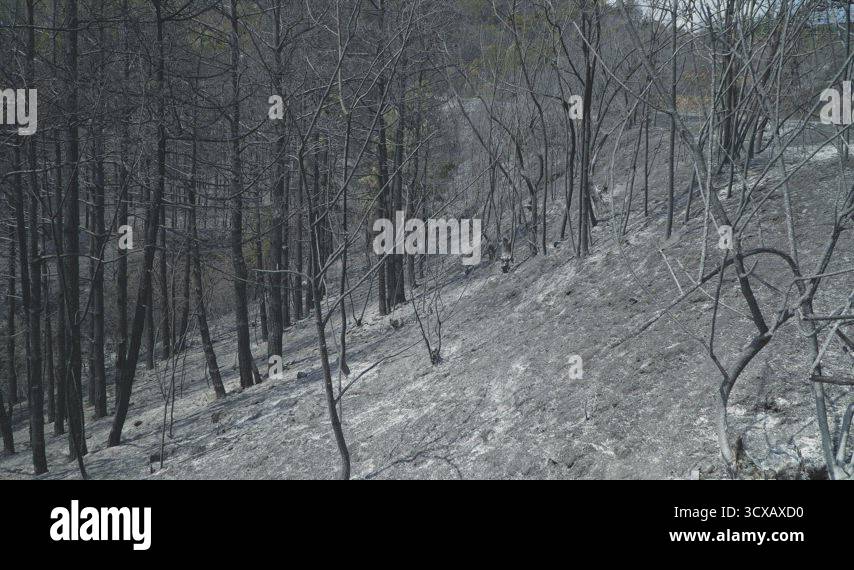 Ash forest Stock Videos & Footage - HD and 4K Video Clips - Alamy