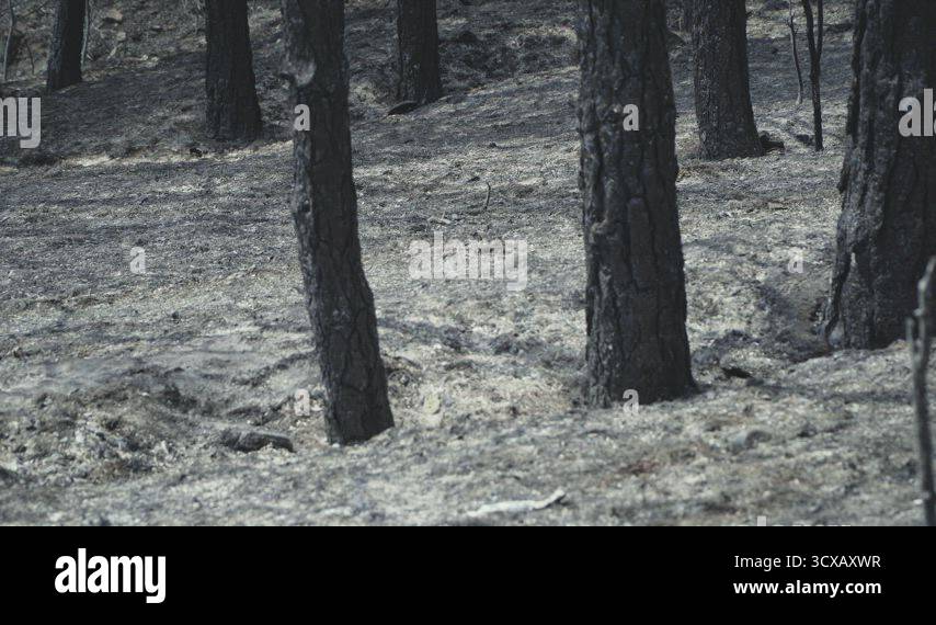 Forest fire aftermath burnt Stock Videos & Footage - HD and 4K Video ...