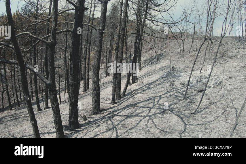 Remnants Of Forest Fire, burned trees and ash ground Stock Video ...