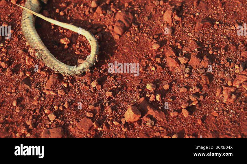 Dead snake left in the outback dirt road during the long summer Stock ...