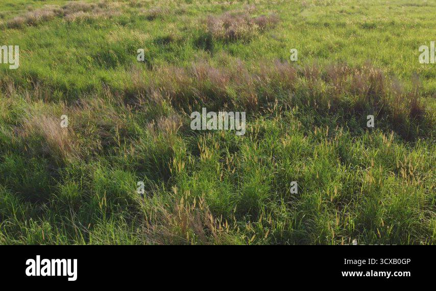 Fly over couch grass green Stock Videos & Footage - HD and 4K Video ...
