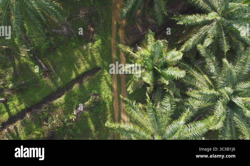 Aerial fly above oil palm tree Stock Video Footage - Alamy