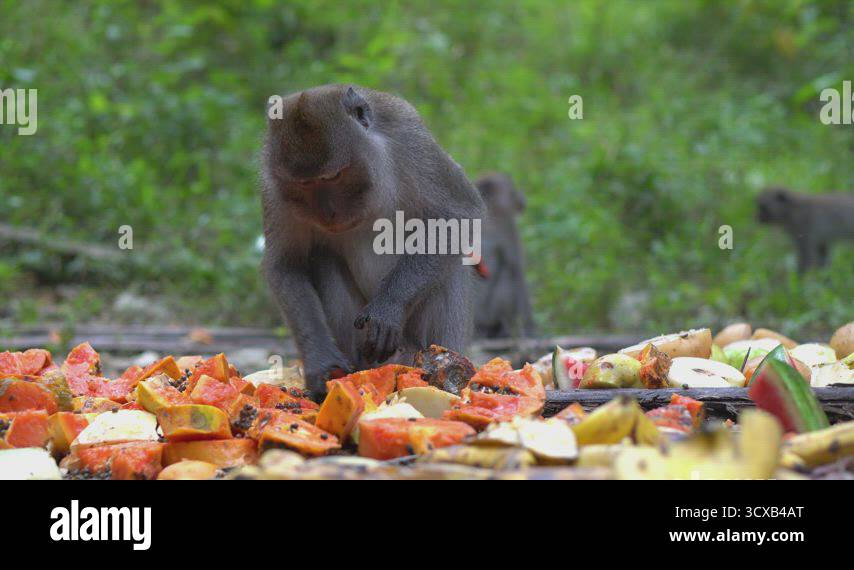 Macaque monkey eat papaya fruit Stock Video Footage - Alamy