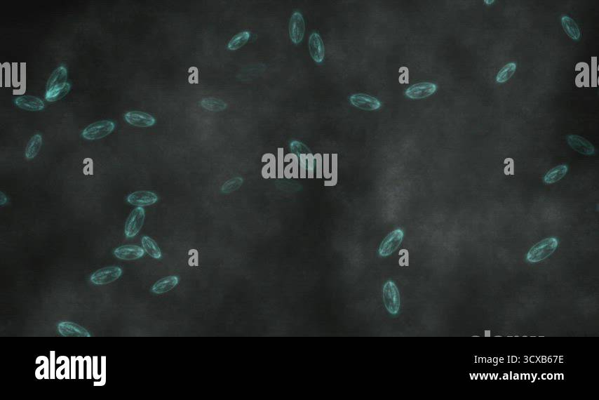 animation - bacteria swimming in pond water Stock Video Footage - Alamy
