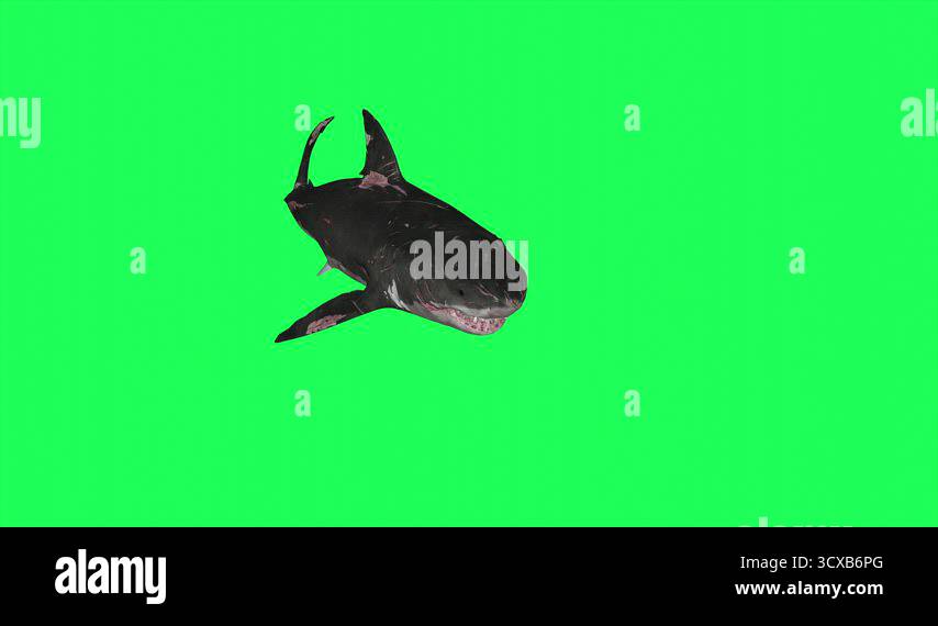Shark Swim In A Circle Green Screen Front - 3D Rendering Animations ...
