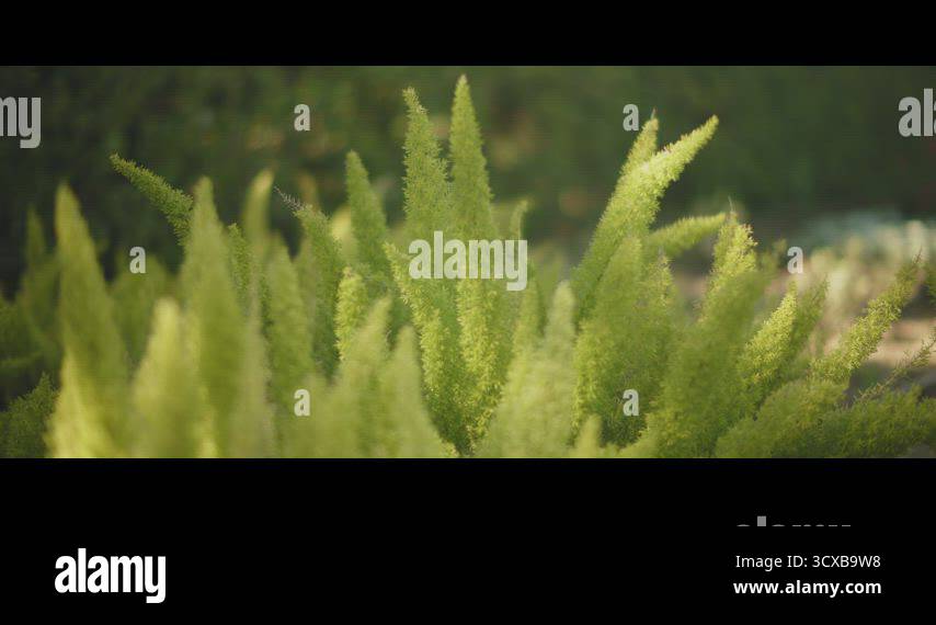 The sun rays fall on foxtail fern plant Stock Video Footage - Alamy