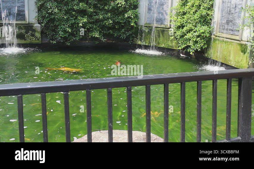 Outdoor exterior of garden carp pond Stock Video Footage - Alamy