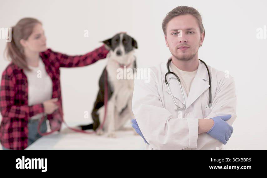 Cute dog at the vet after getting a checkup Stock Video Footage - Alamy