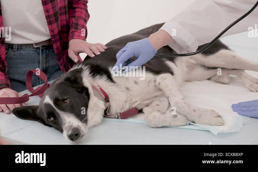 veterinarian examine dog with stethoscope in vet clinic Stock Video ...