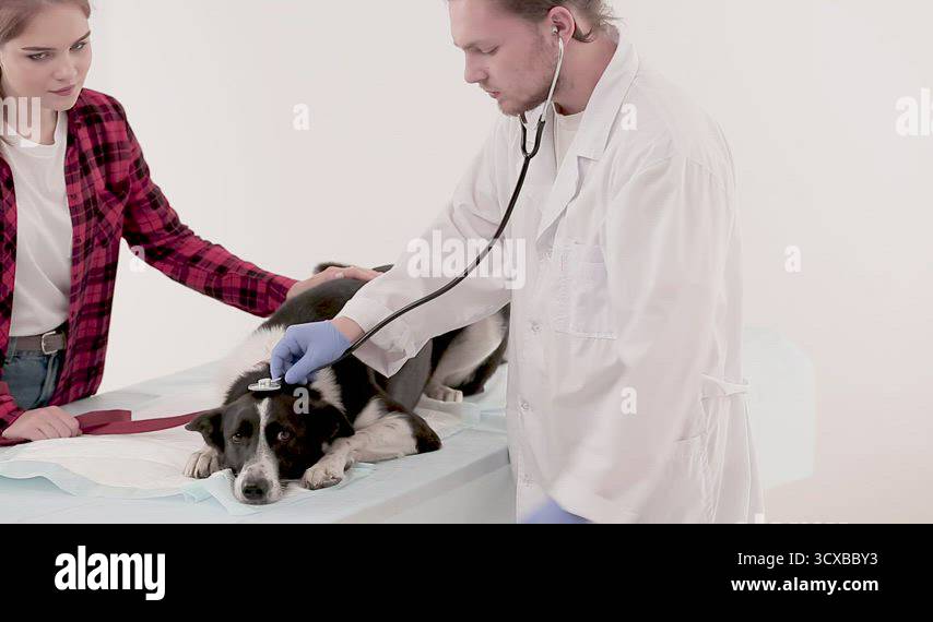veterinarian examine dog with stethoscope in vet clinic Stock Video ...