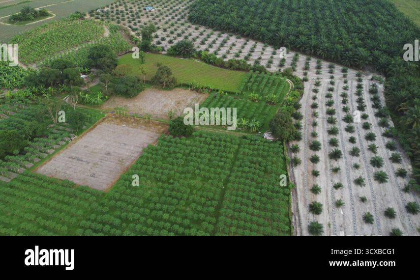 Different plantation of banana, oil palm Stock Video Footage - Alamy