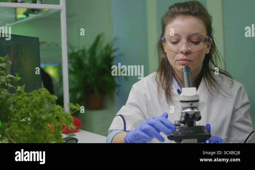Biologist scientist looking at green leaf sample under microscope Stock ...