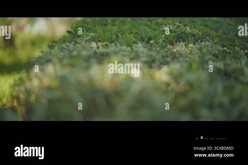 Close up green park Stock Videos & Footage - HD and 4K Video Clips - Alamy