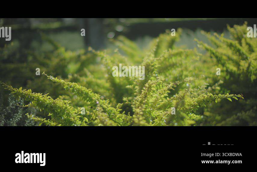 Green bushes growing in garden at sunset Stock Video Footage - Alamy