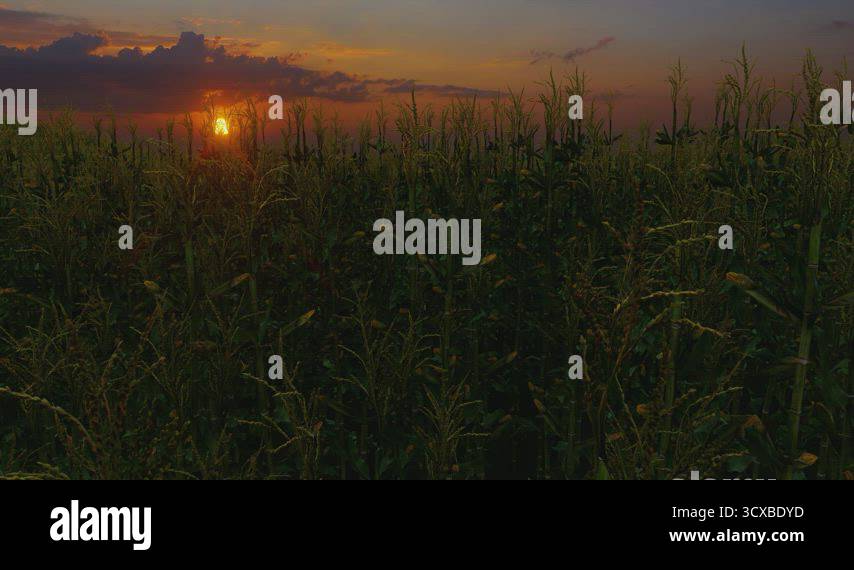 Walking thru field of corn plant in harvest time in beautiful sunset ...