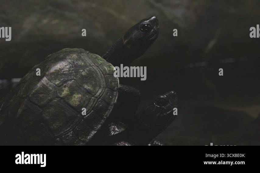 Two small black turtles close up. Pets Stock Video Footage - Alamy