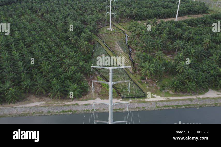 Power line in rural plantation Stock Videos & Footage - HD and 4K Video ...