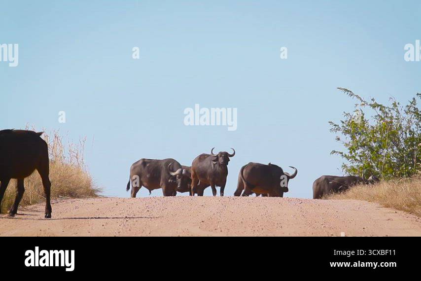 African buffalo in Kruger National park, South Africa Stock Video ...
